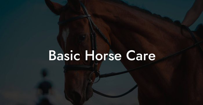 Basic Horse Care - How To Own a Horse