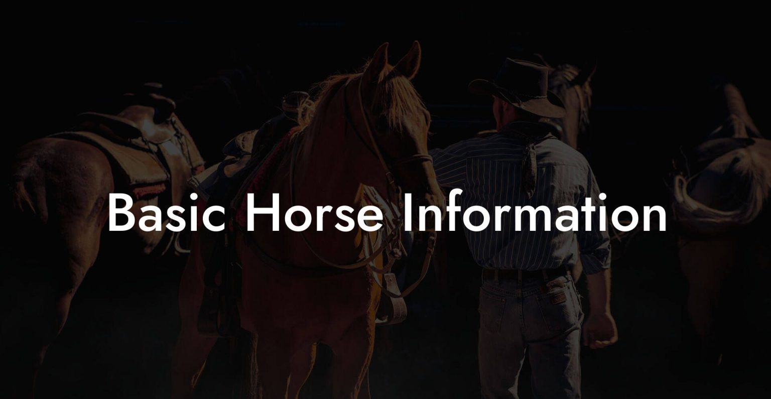 Basic Horse Information - How To Own a Horse