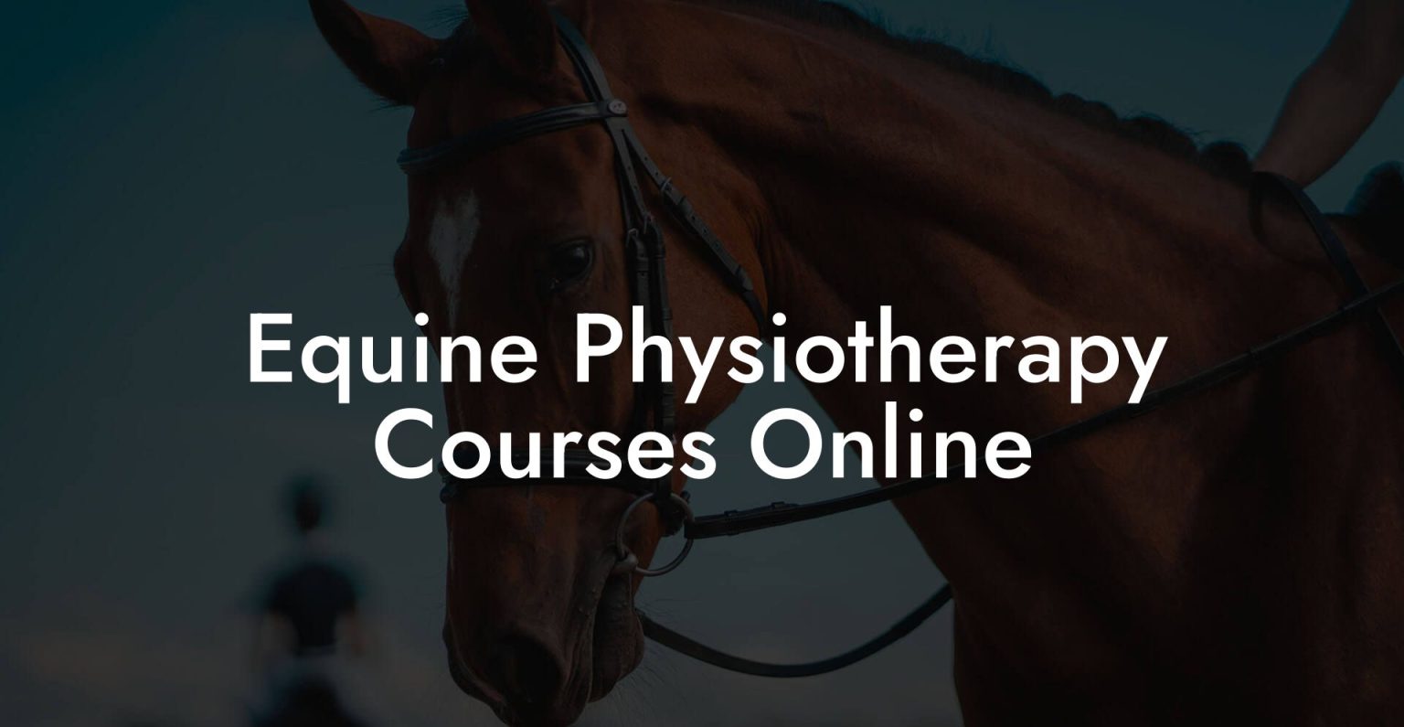 Equine Physiotherapy Courses Online - How To Own a Horse