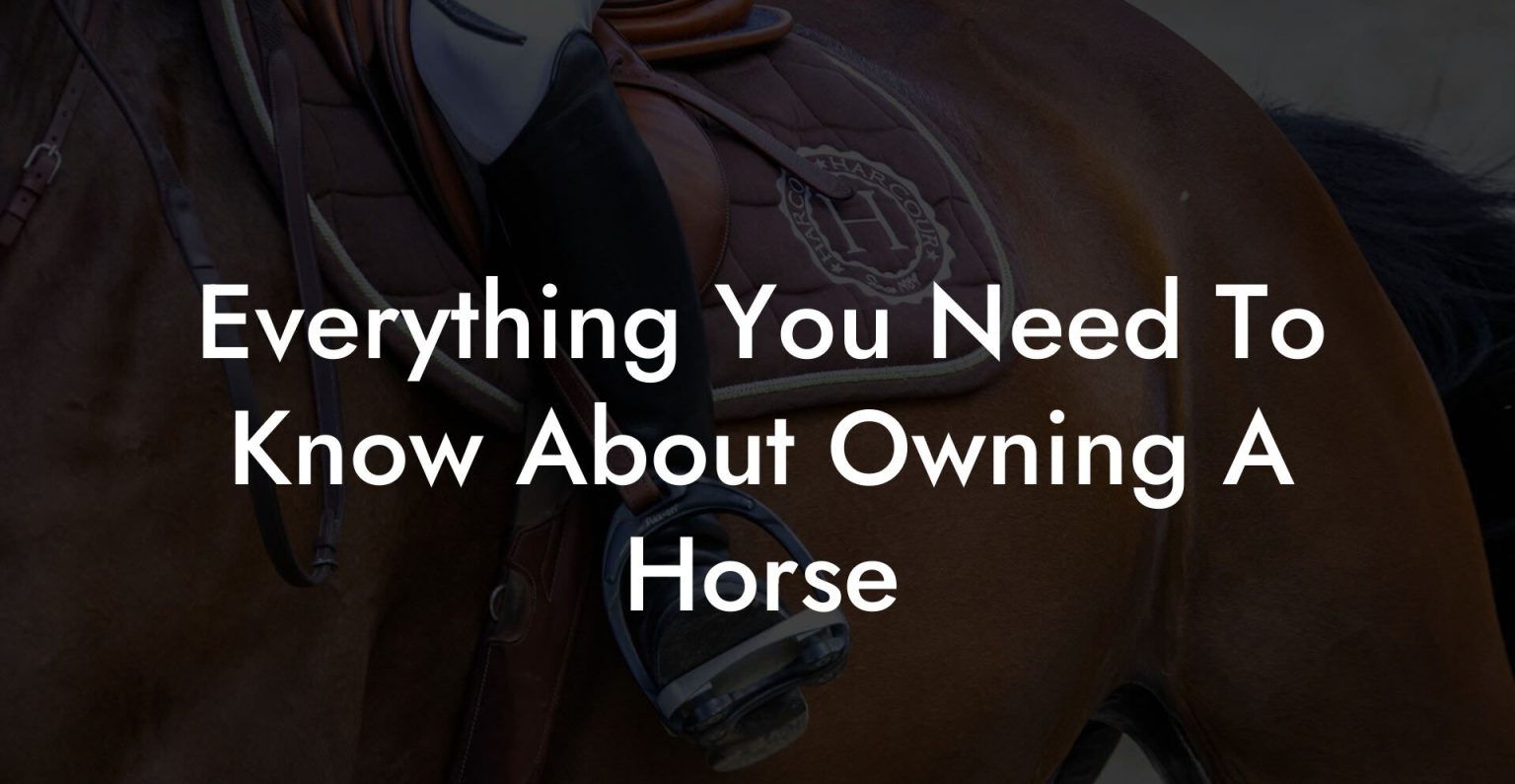 Everything You Need To Know About Owning A Horse - How To Own a Horse
