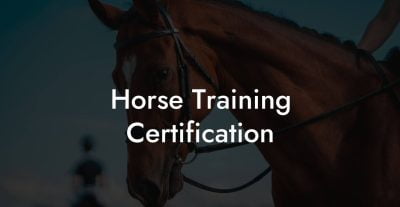 Horse Training Certification - How To Own a Horse