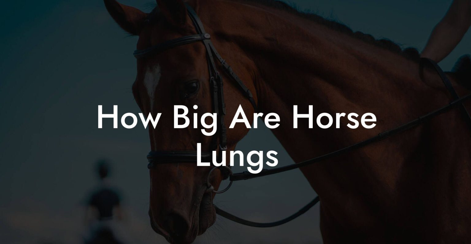 How Big Are Horse Lungs - How To Own a Horse