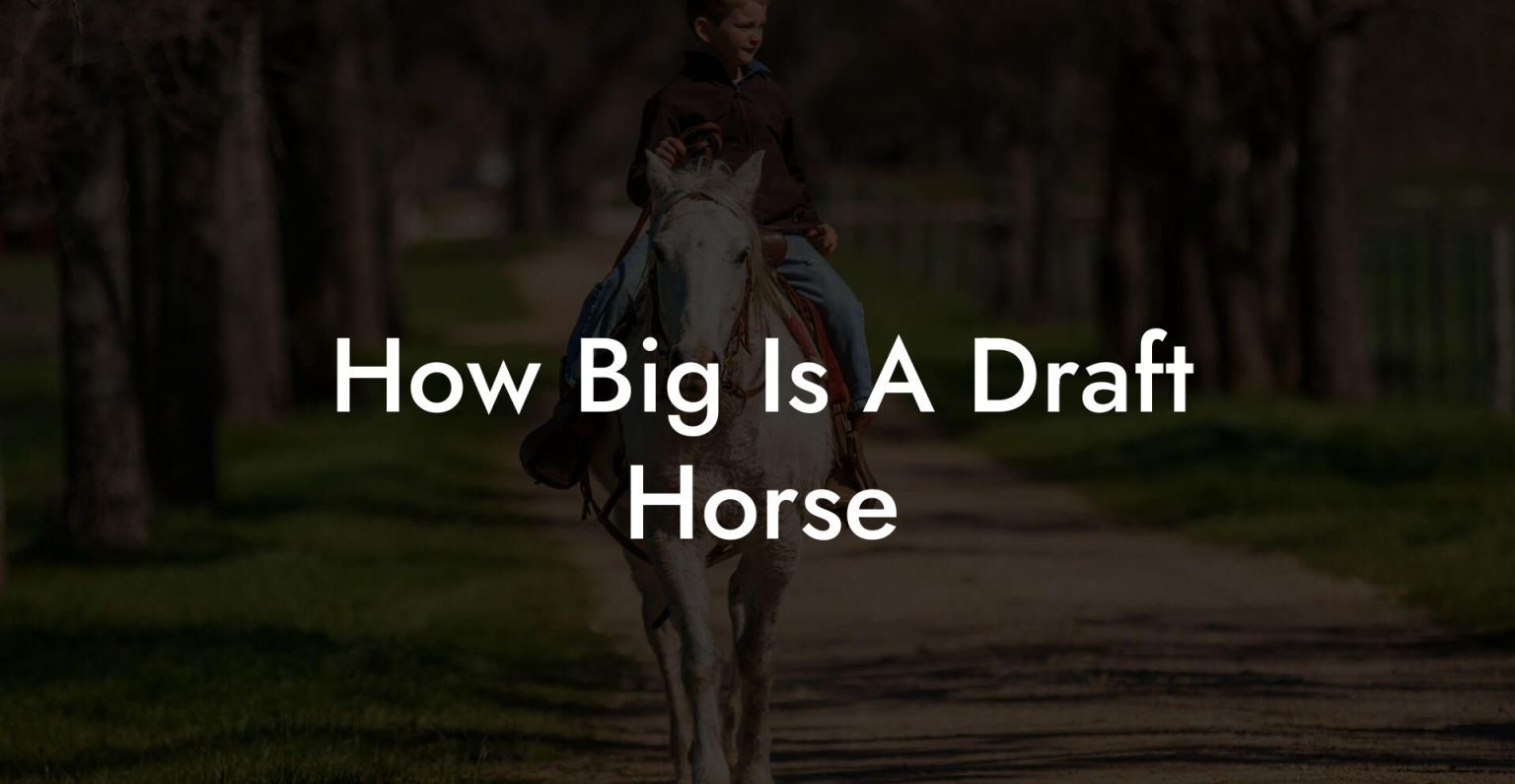 How Big Is A Draft Horse - How To Own a Horse