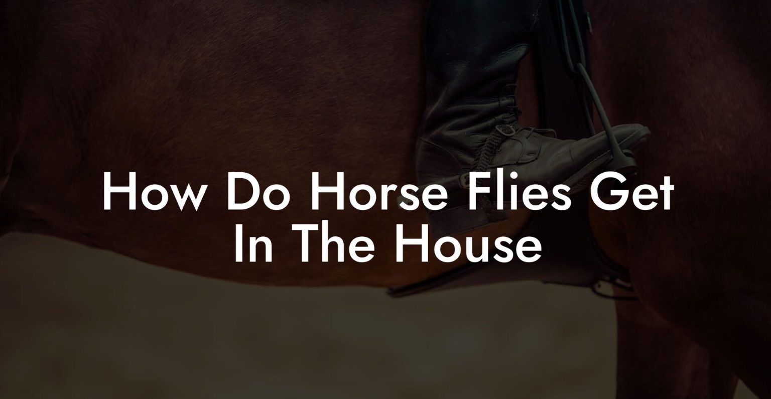 How Do Horse Flies Get In The House - How To Own a Horse