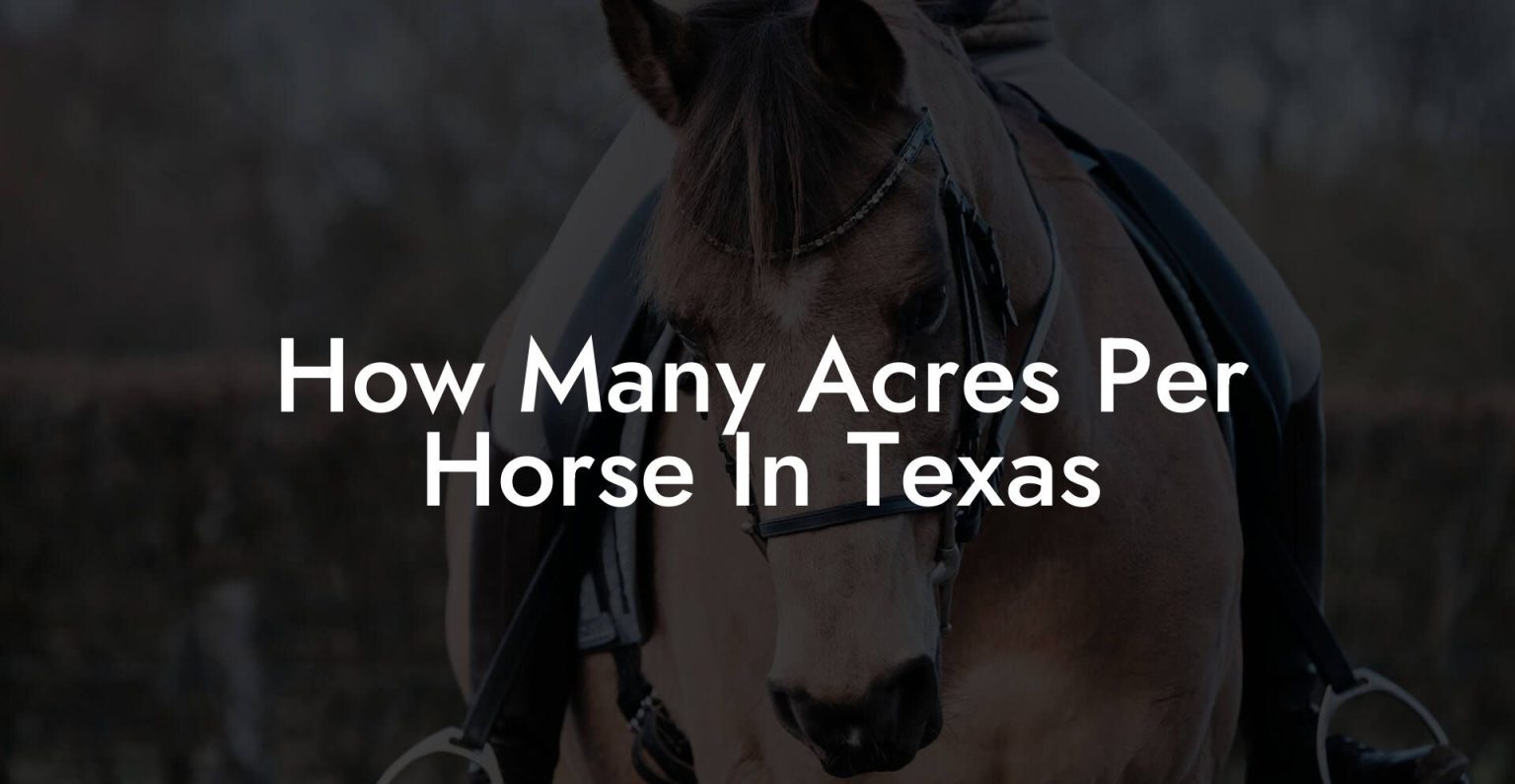 What Type Of Horse Is Raven From Free Rein - How To Own a Horse