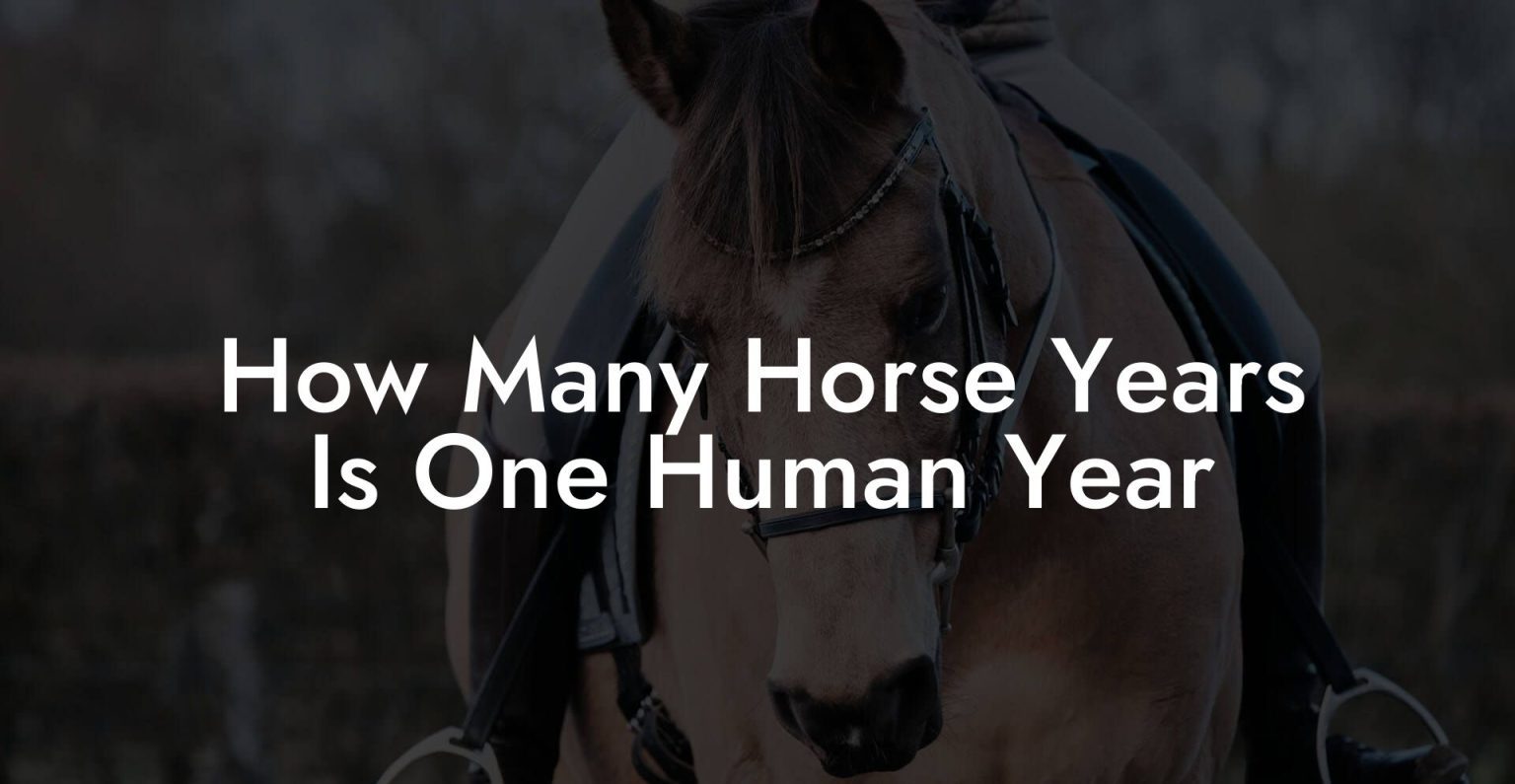 How Many Horse Years Is One Human Year - How To Own a Horse