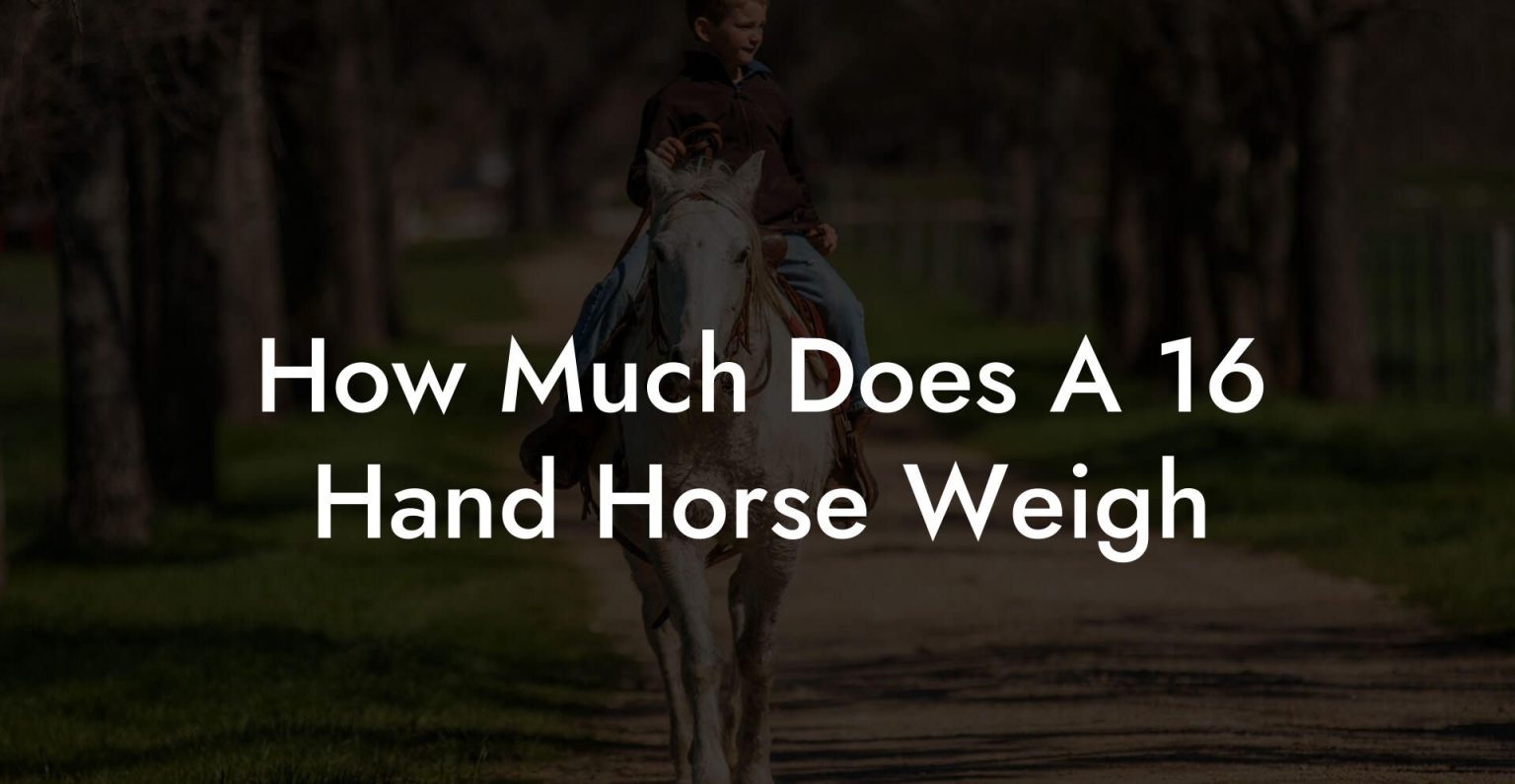 How Much Does A 16 Hand Horse Weigh - How To Own a Horse