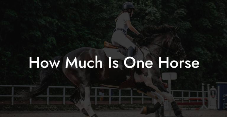 How Much Is One Horse - How To Own a Horse