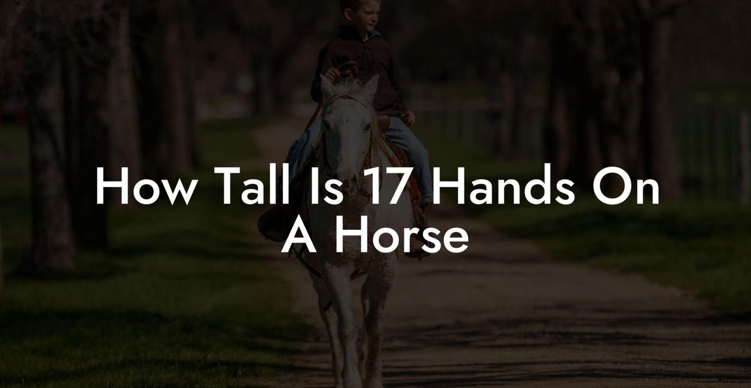 How Tall Is 17 Hands On A Horse - How To Own a Horse