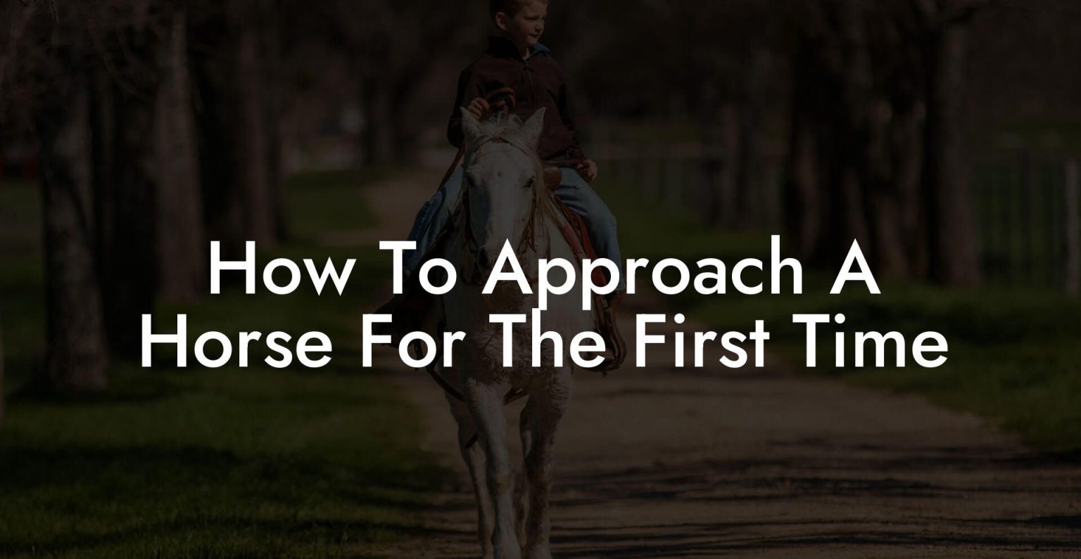 How To Approach A Horse For The First Time - How To Own a Horse
