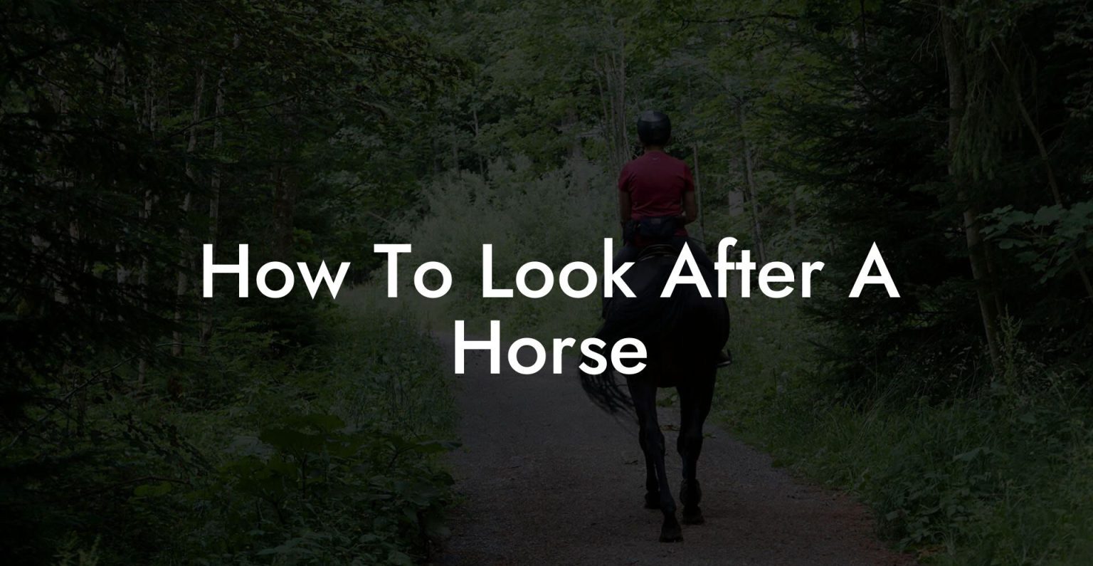 The Complete Guide To Owning Horses - How To Own a Horse