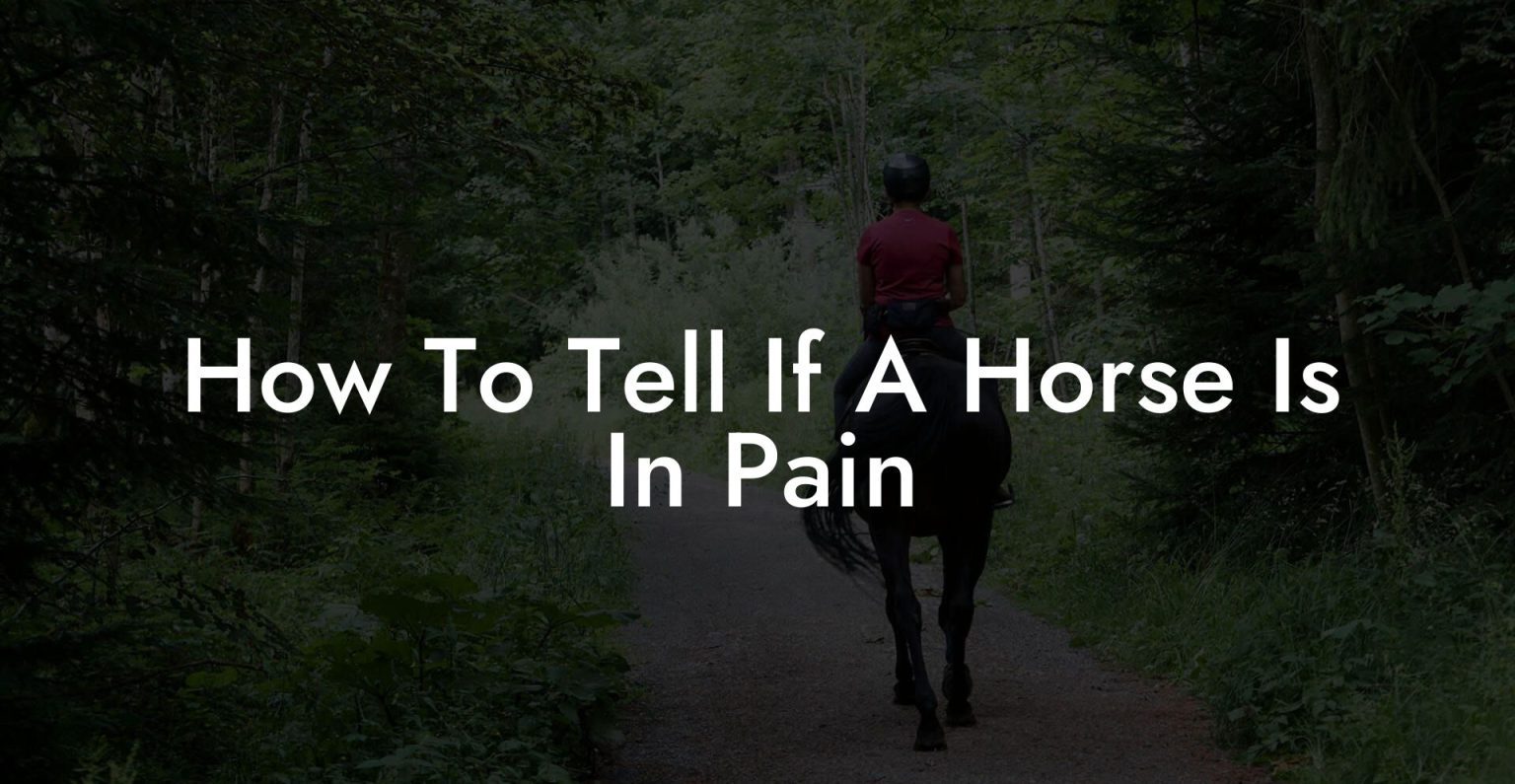 How To Tell If A Horse Is In Pain - How To Own a Horse
