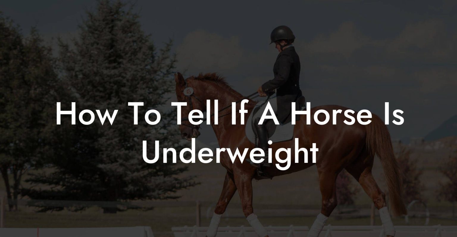 How To Tell If A Horse Is Underweight - How To Own a Horse