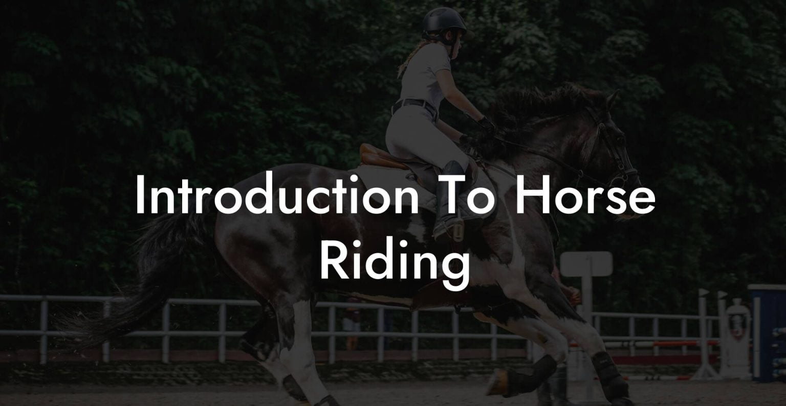Introduction To Horse Riding - How To Own a Horse