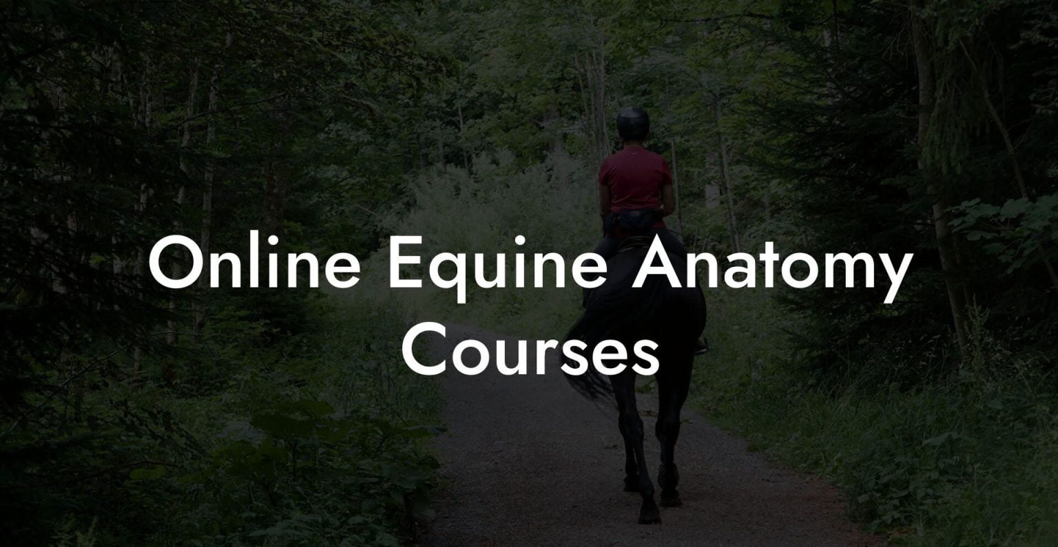 Online Equine Anatomy Courses - How To Own a Horse