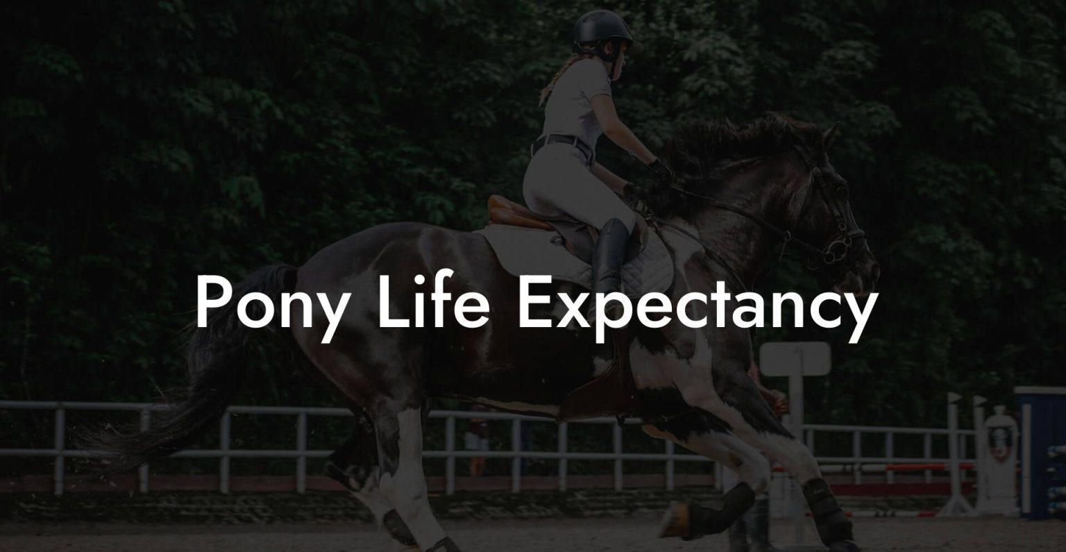 How To Give A Horse An Im Injection - How To Own a Horse