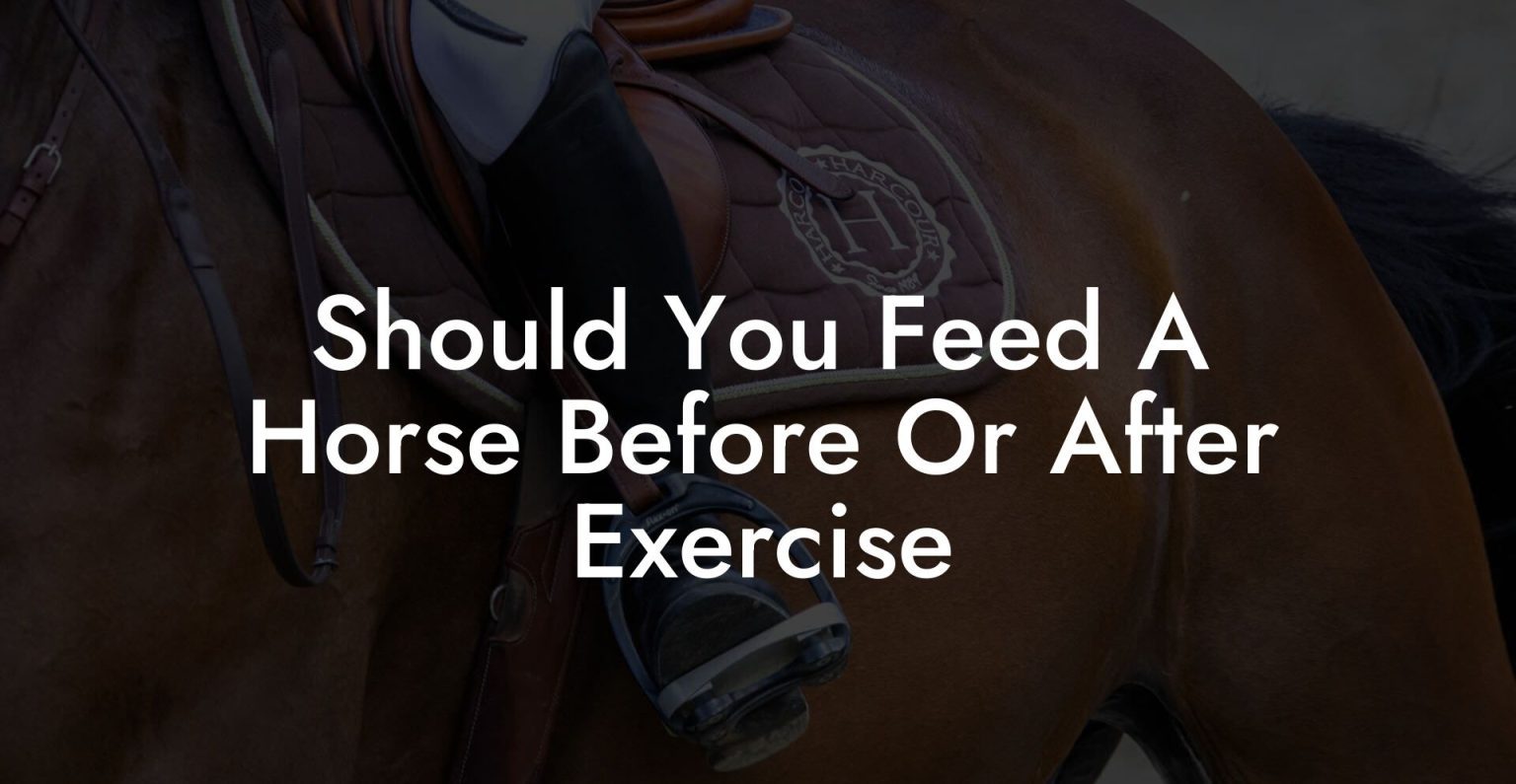 How To Ride A Horse Properly - How To Own a Horse