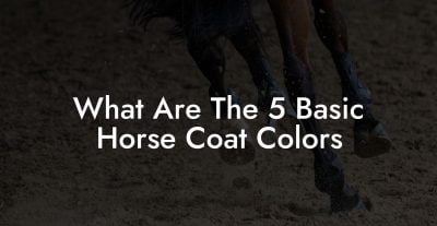 What Are The 5 Basic Horse Coat Colors - How To Own a Horse