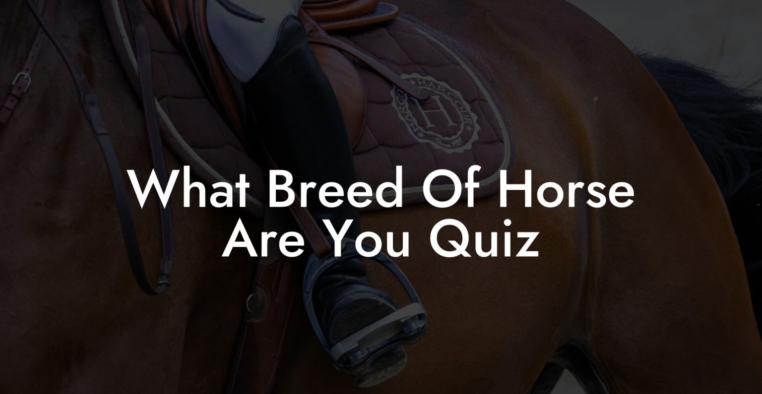 What Breed Of Horse Are You Quiz - How To Own a Horse