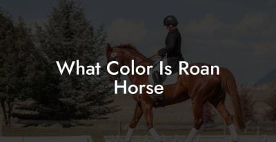 What Color Is Roan Horse - How To Own a Horse