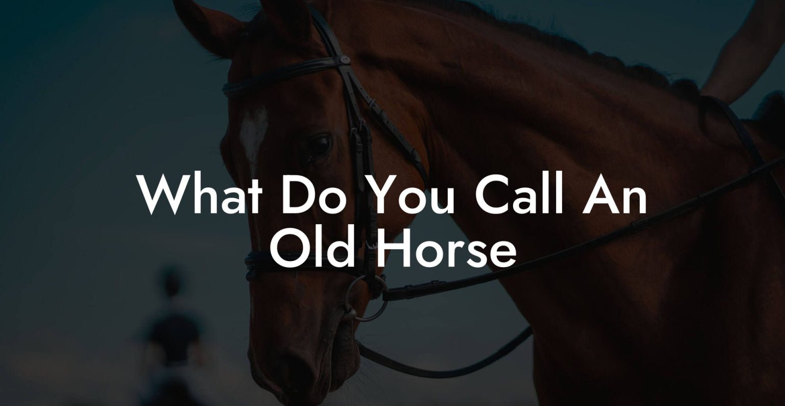 What Do You Call An Old Horse - How To Own a Horse