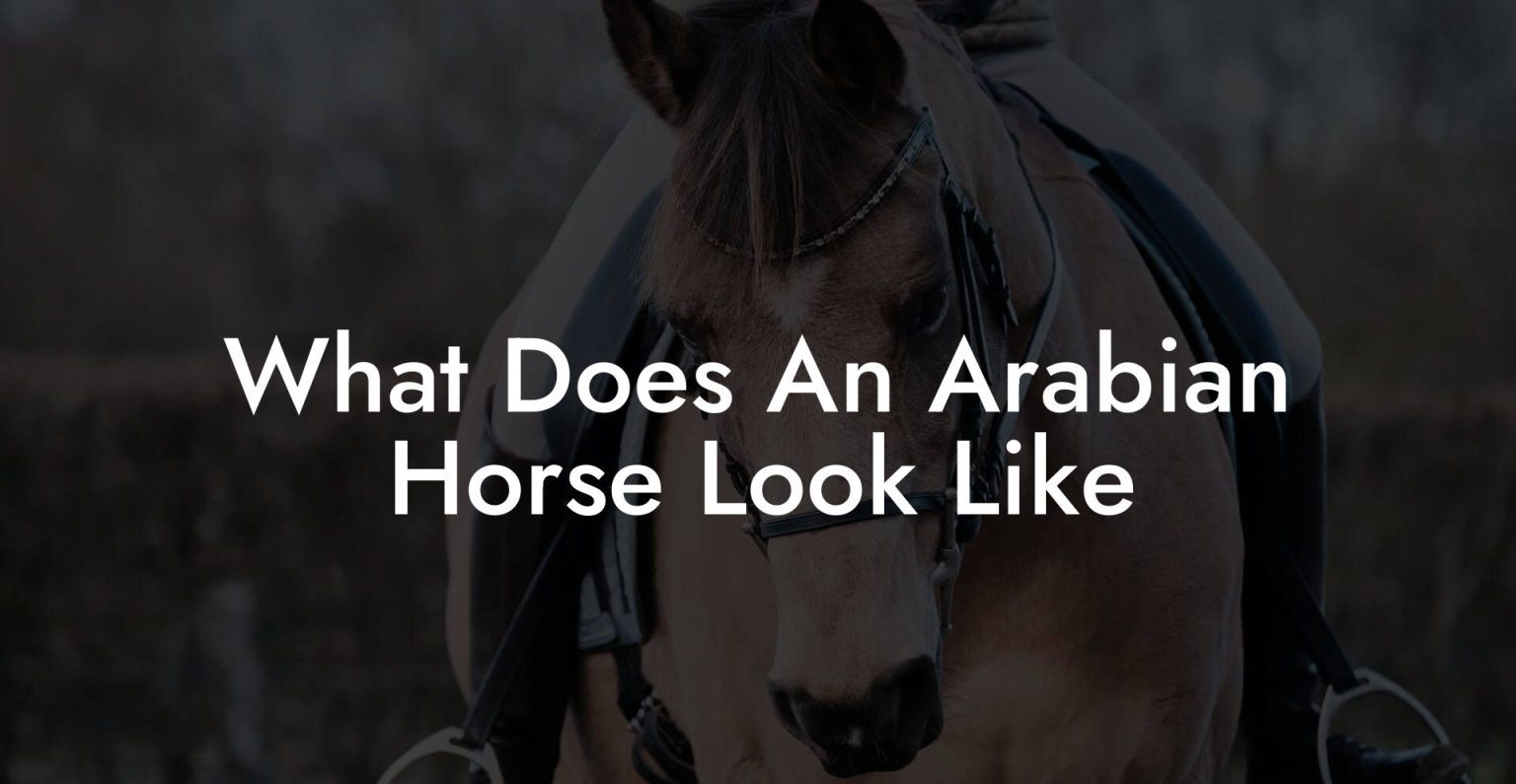 What'S It Called When A Horse Stands On Hind Legs - How To Own a Horse