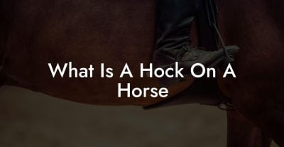 What Is A Hock On A Horse - How To Own a Horse