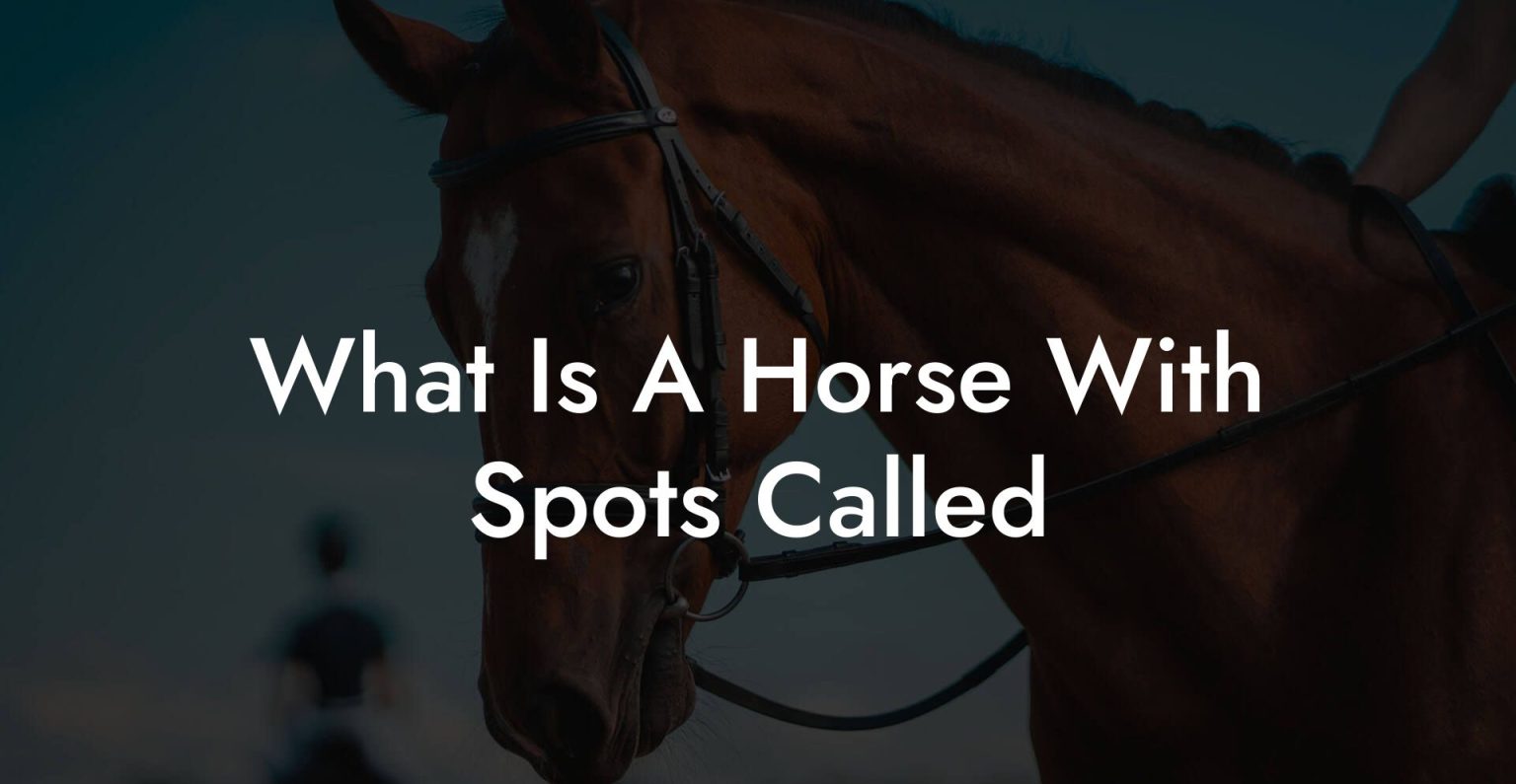 What Is A Horse With Spots Called - How To Own a Horse