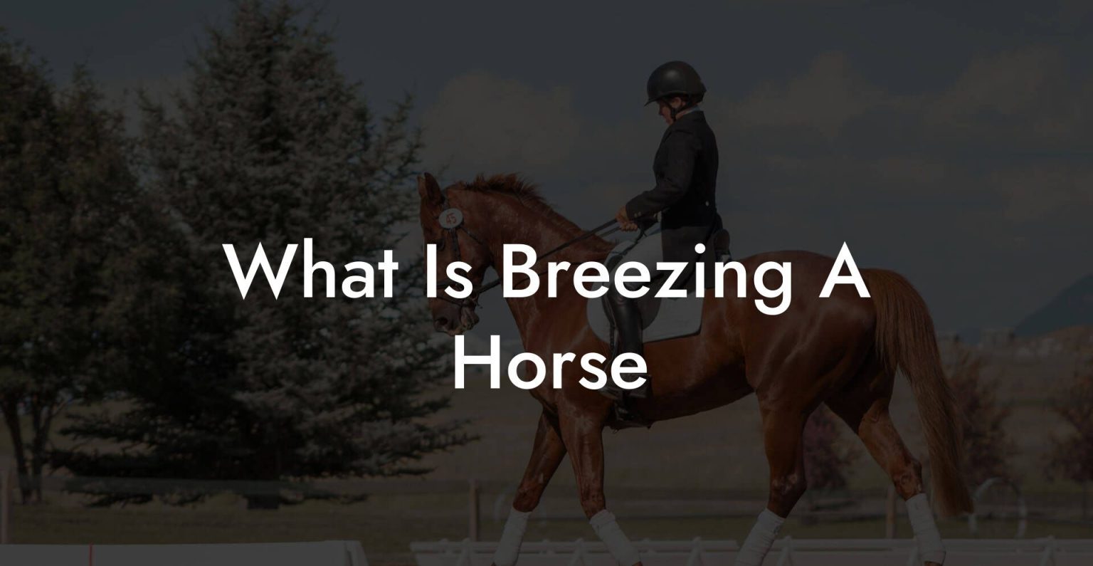 What Is Breezing A Horse - How To Own a Horse