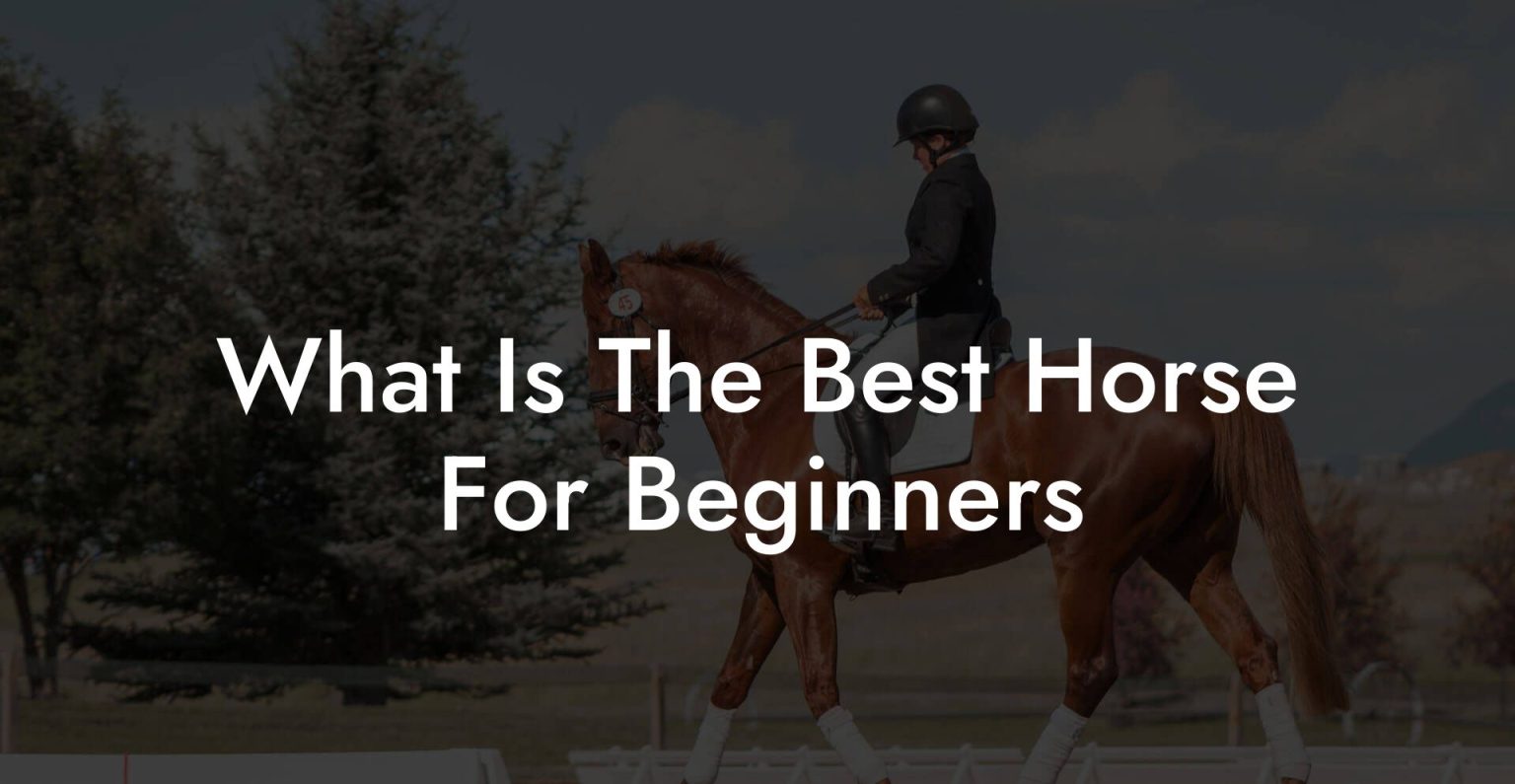 What Is The Best Horse For Beginners - How To Own a Horse