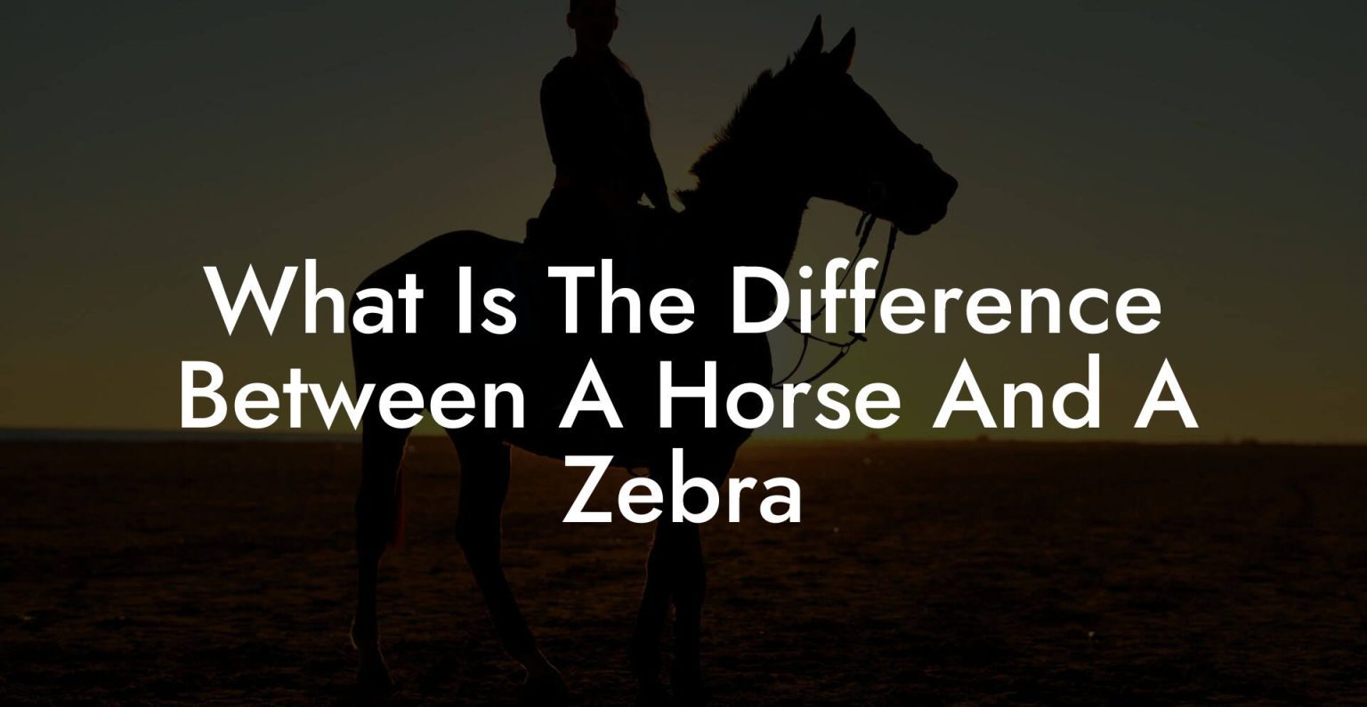 What Is The Difference Between A Horse And A Zebra - How To Own a Horse